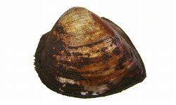 ヌノメアカガイ